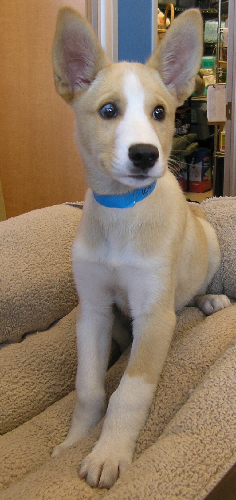 Pethouse Pet of the Week