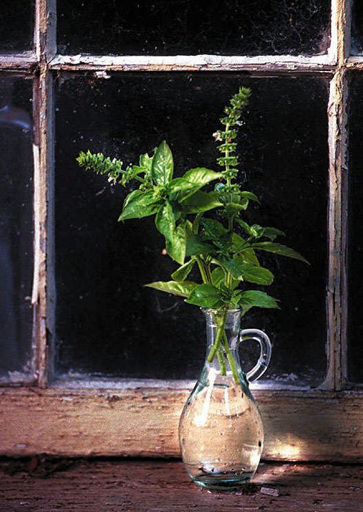 Abundant basil has many uses