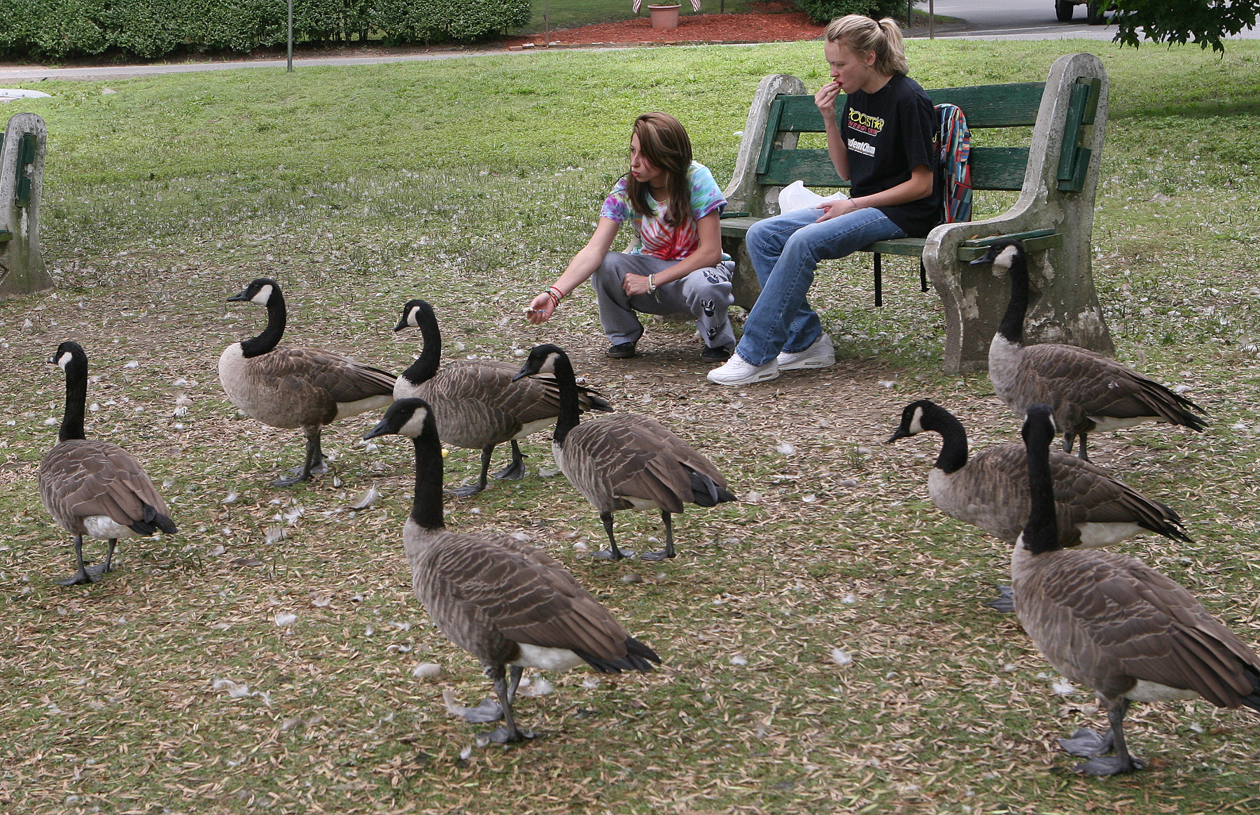 Milford takes a look at Lower Duck Pond, overrun by Canada geese