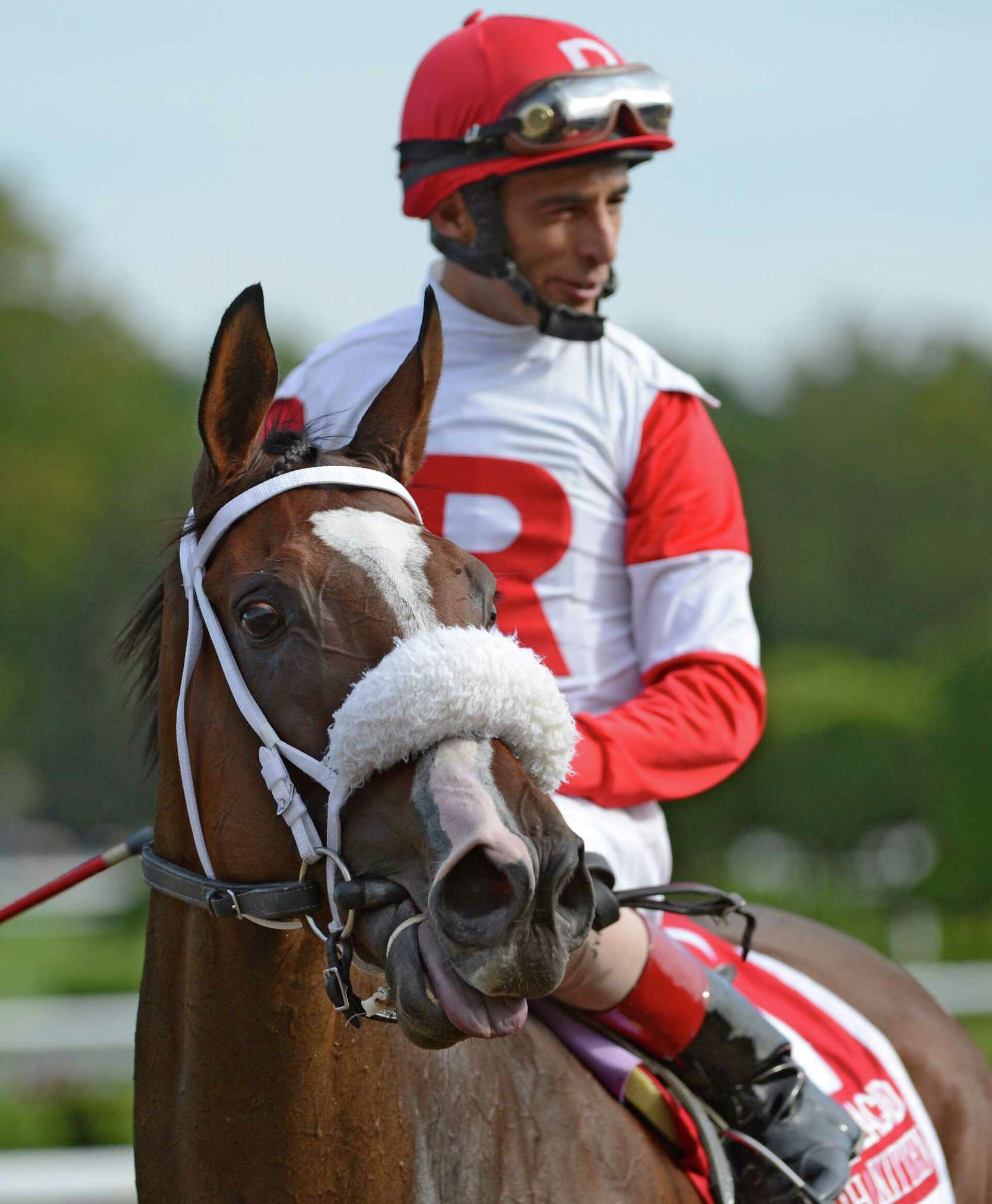 Zito banks on Fast Falcon in Travers