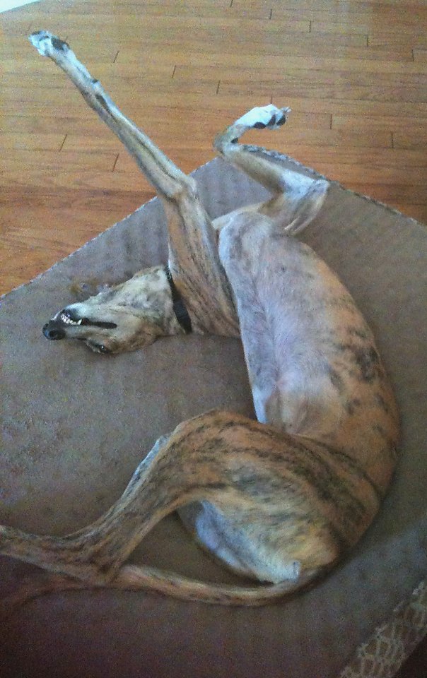 2nd rescued greyhound nears perfection