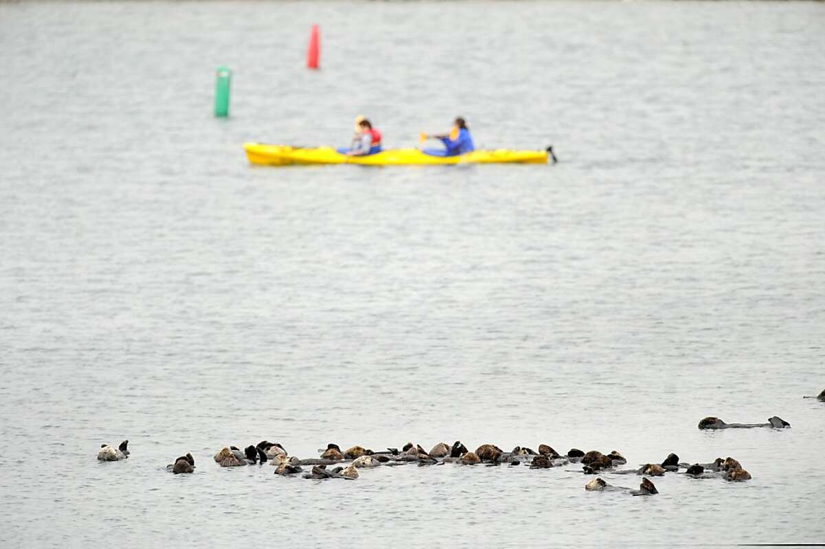 Great white sharks partly to blame for otter recovery stall