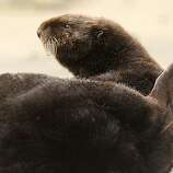 Sea otter numbers up, but so are deaths - SFGate
