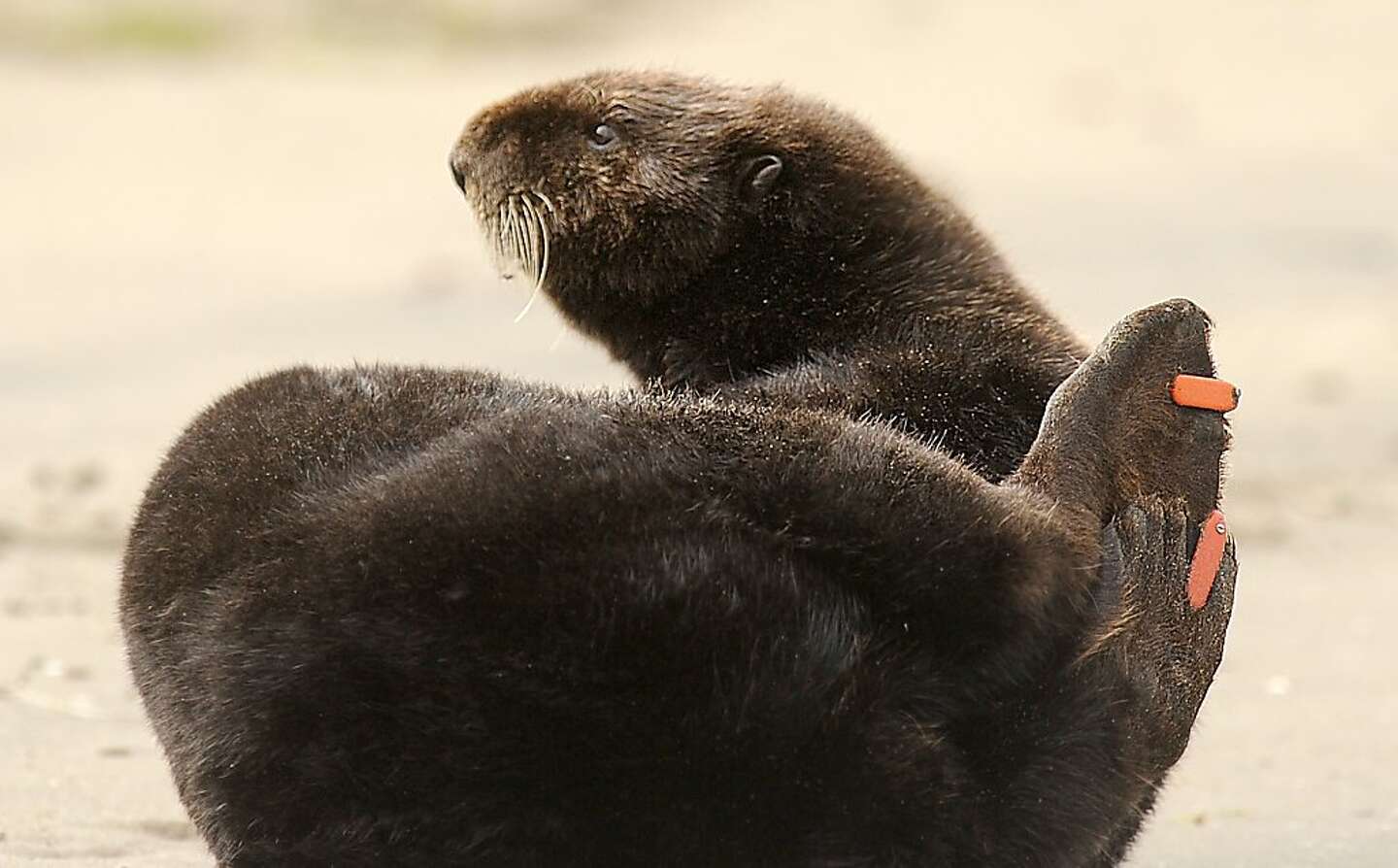 Sea otter numbers up, but so are deaths