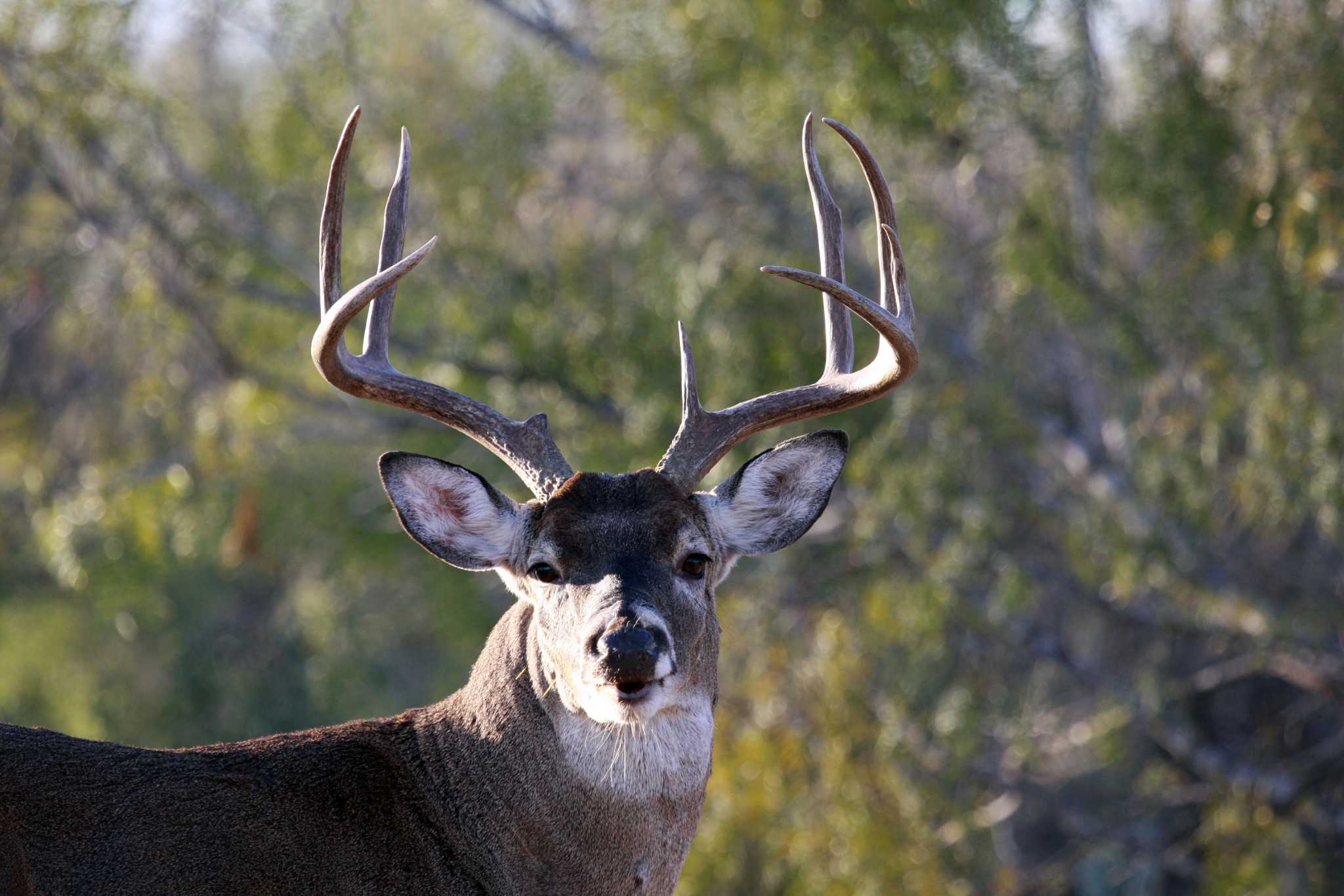 Deer Buck Face