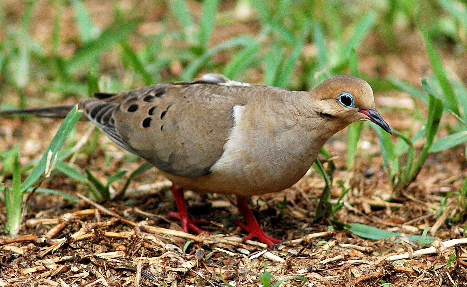Seed abundance should yield good dove crop