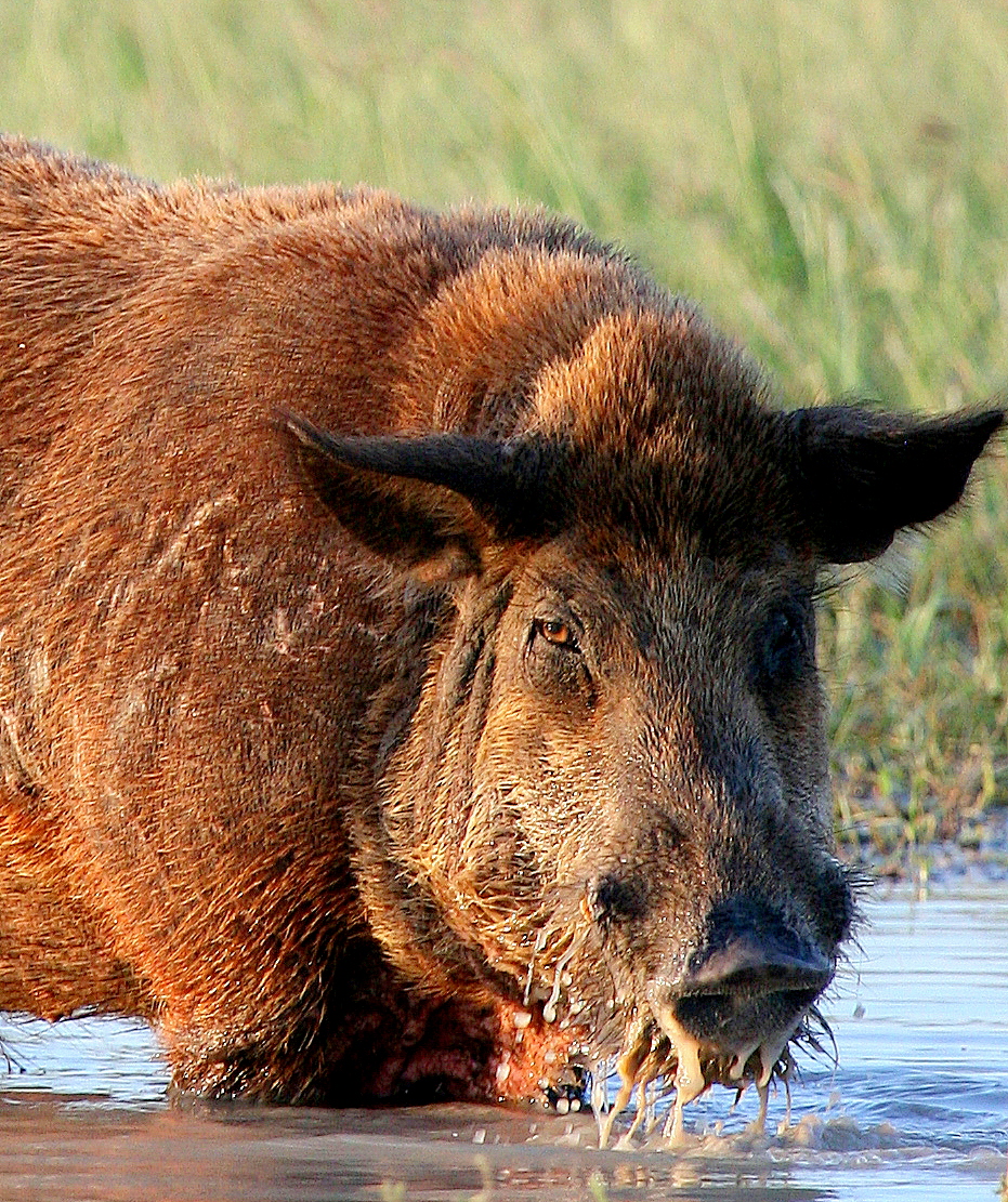 A fine swine, at least to hunt