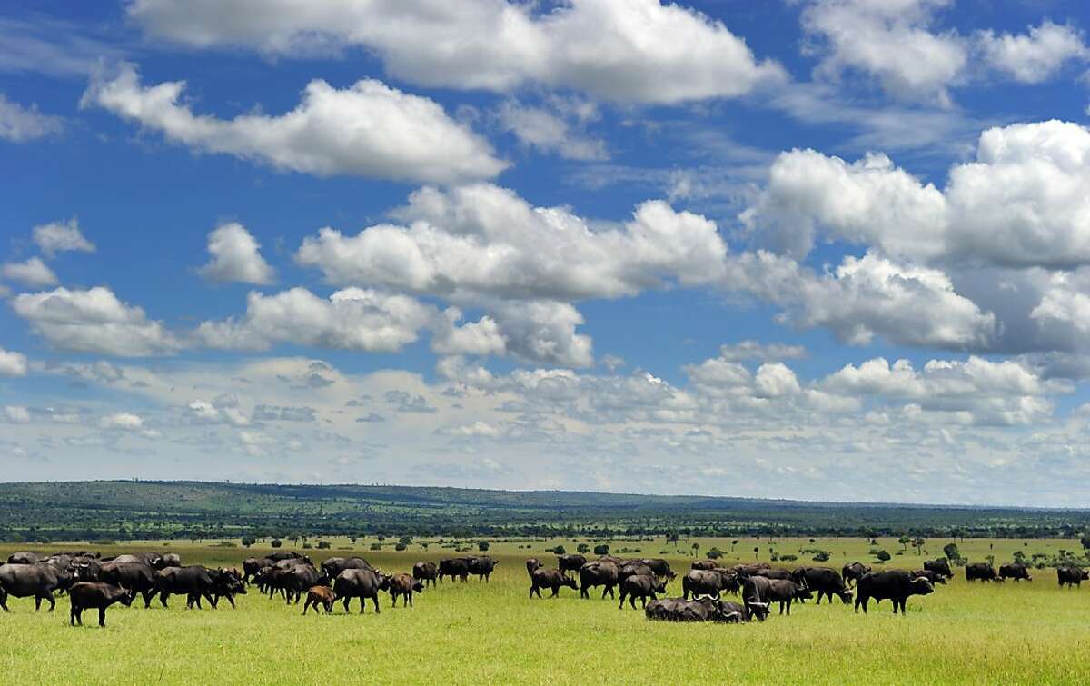 Kenya's 'Great Migration' of wildlife