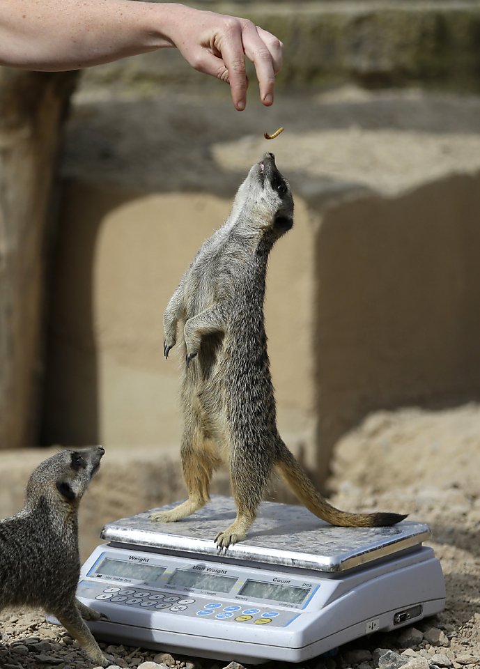 London Zoo: Animals weigh in