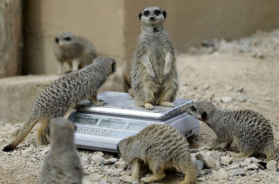 London Zoo: Animals weigh in - SFGATE