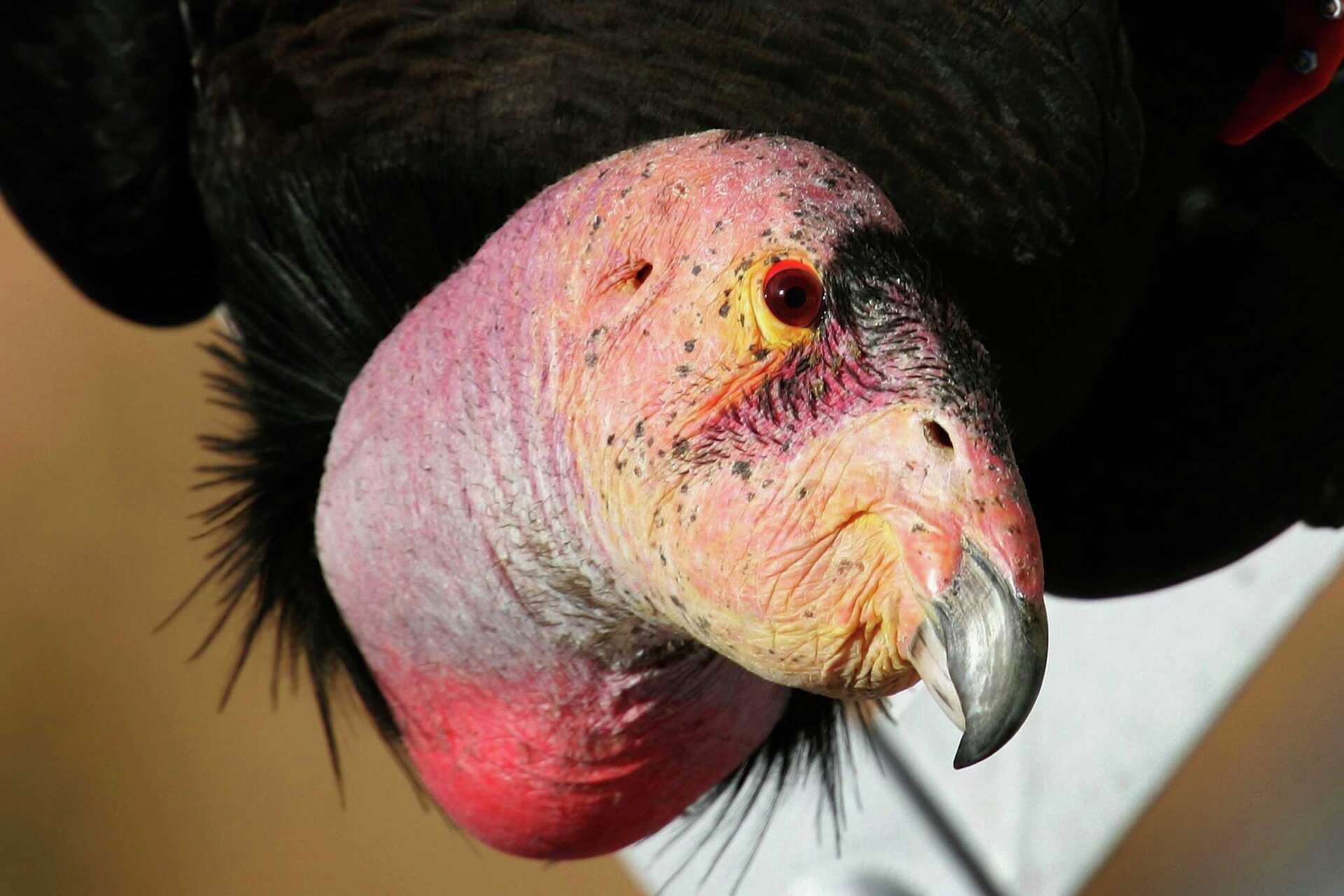 The Northwest's most notable animals