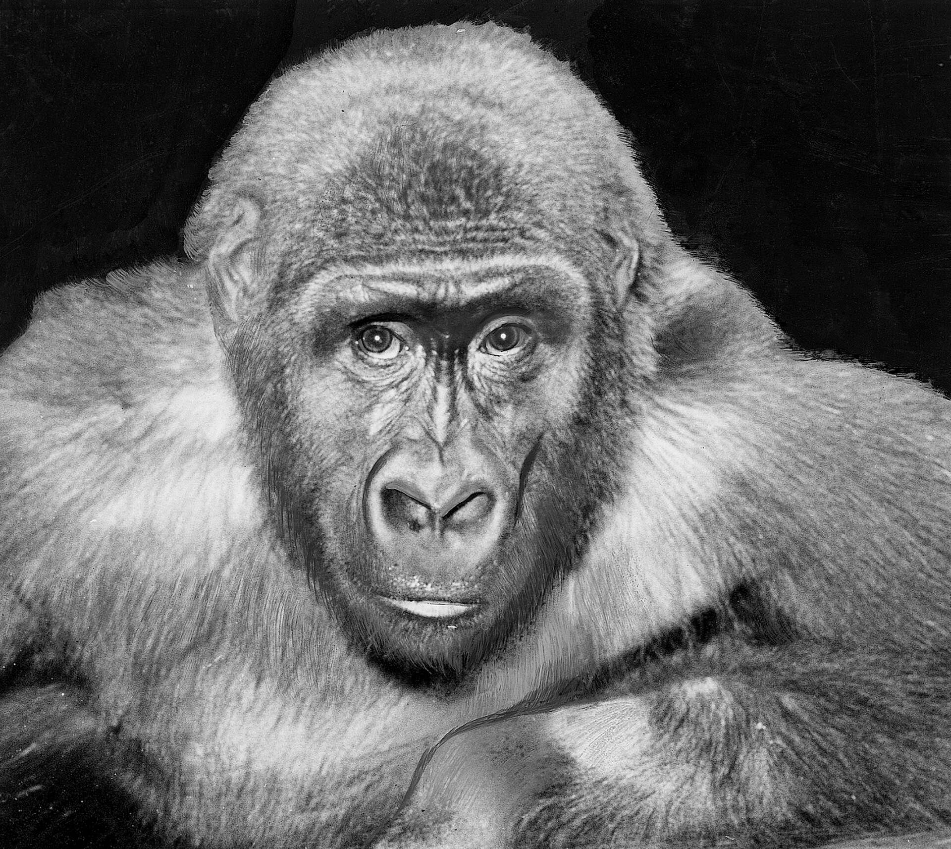 The Northwest's most notable animals