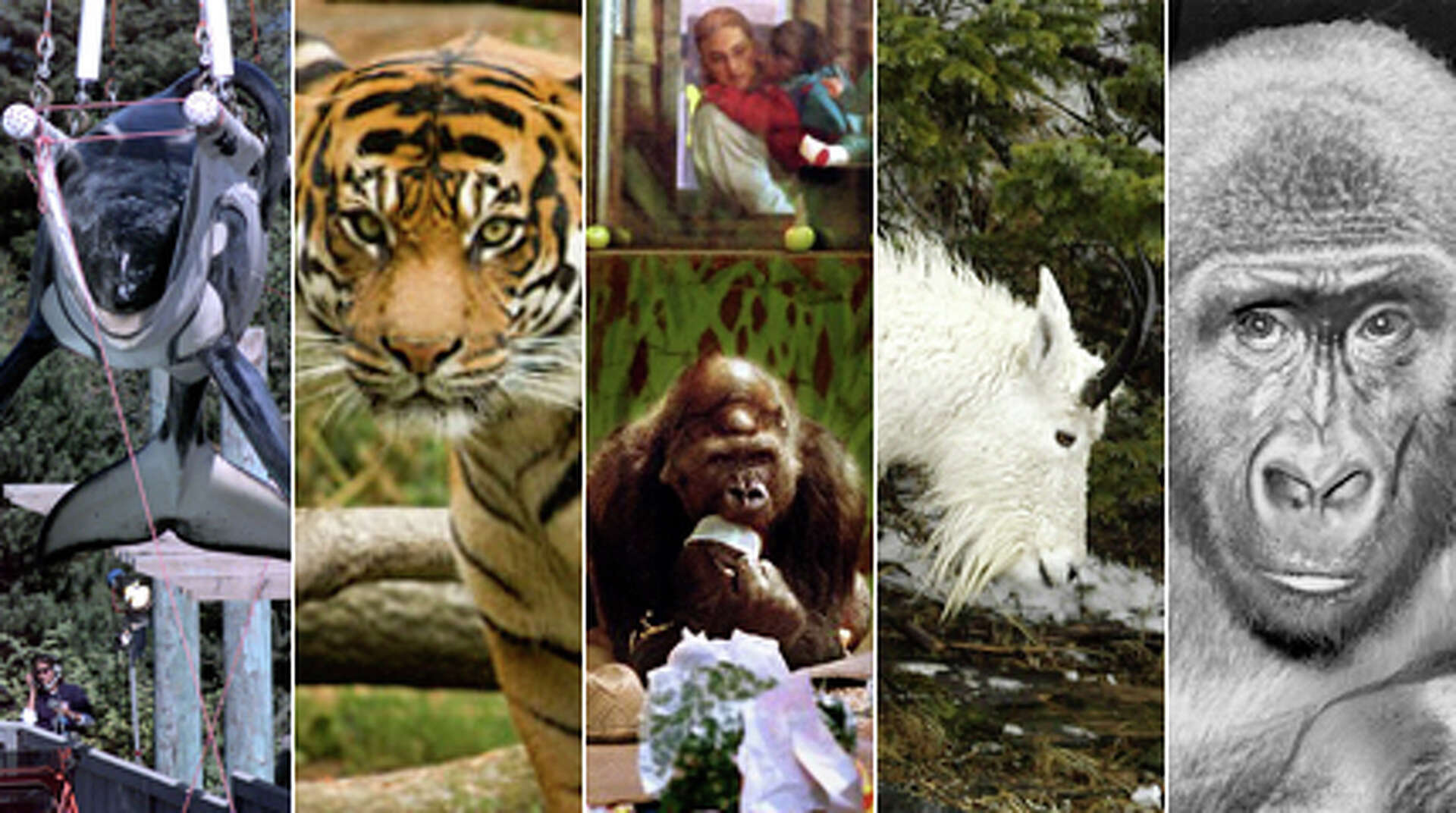 The Northwest's most notable animals