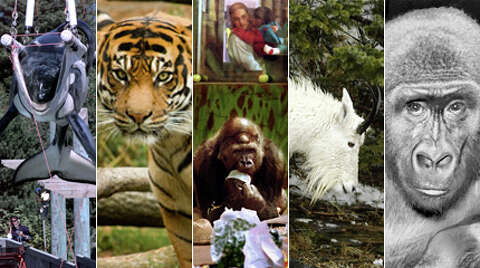 The Northwest's most notable animals