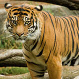 The Northwest's most notable animals - seattlepi.com