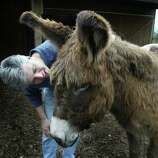 The Northwest's most notable animals - seattlepi.com