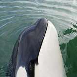 The Northwest's most notable animals - seattlepi.com