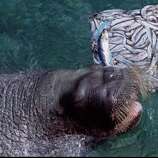 The Northwest's most notable animals - seattlepi.com