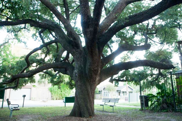 Editorial: Save this tree