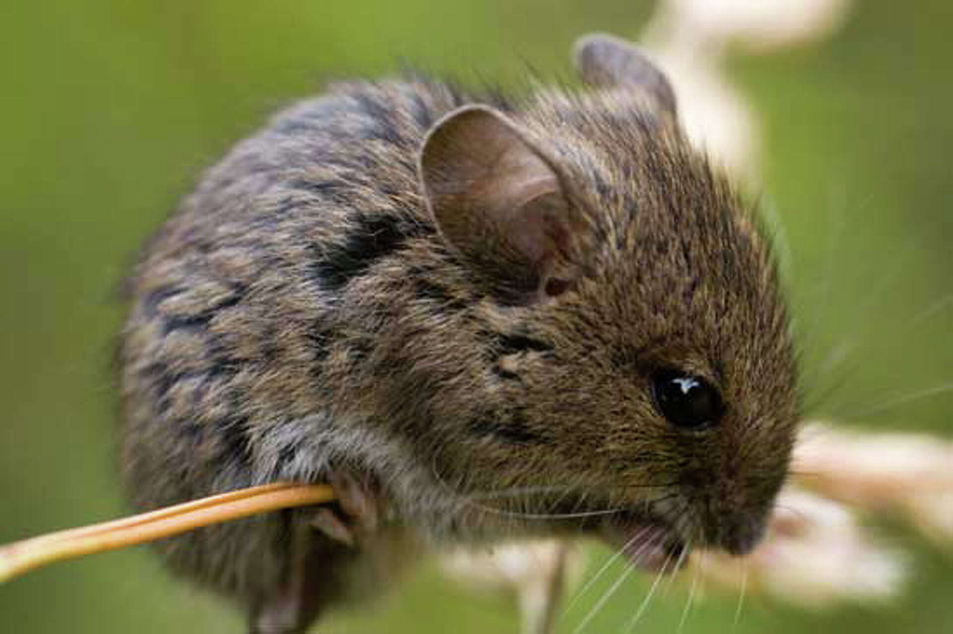 Vanquishing voracious voles