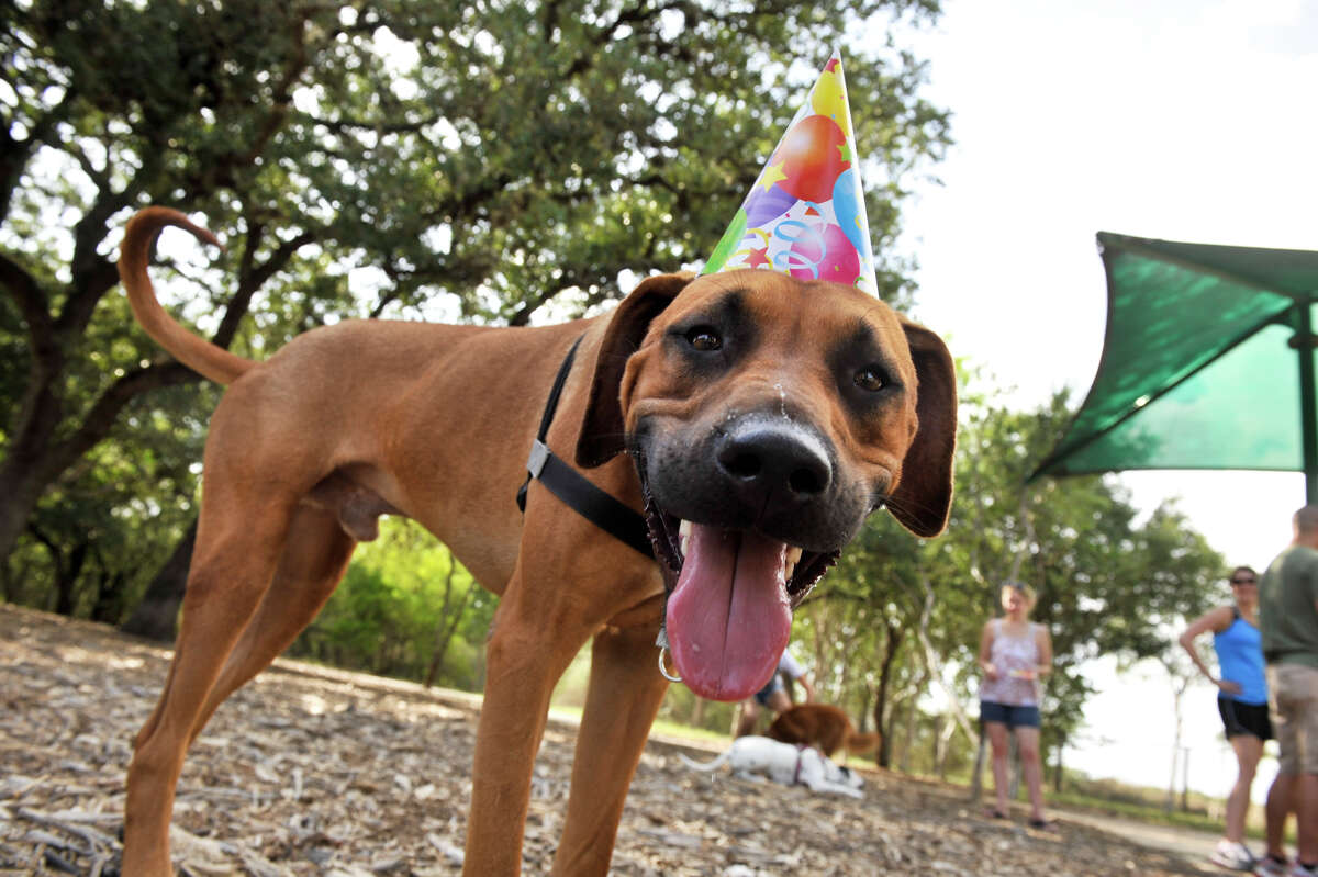 Going all out for 4-legged pal's birthday