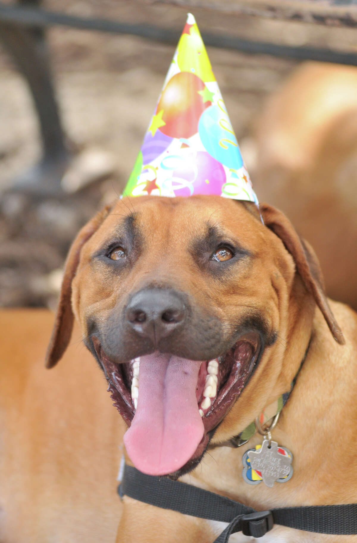 Going all out for 4-legged pal's birthday