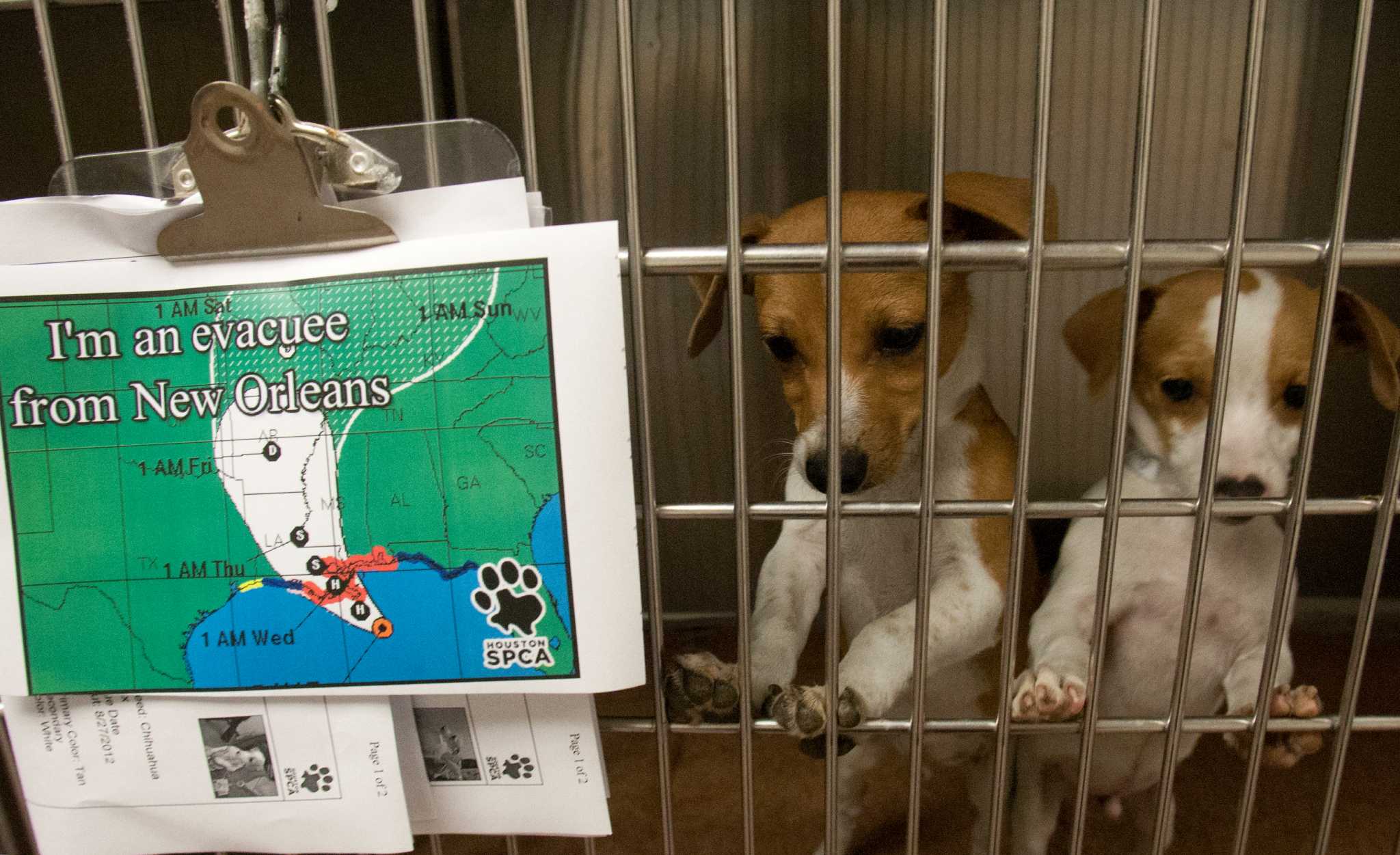 Houston SPCA takes in 70 animals from Louisiana shelter
