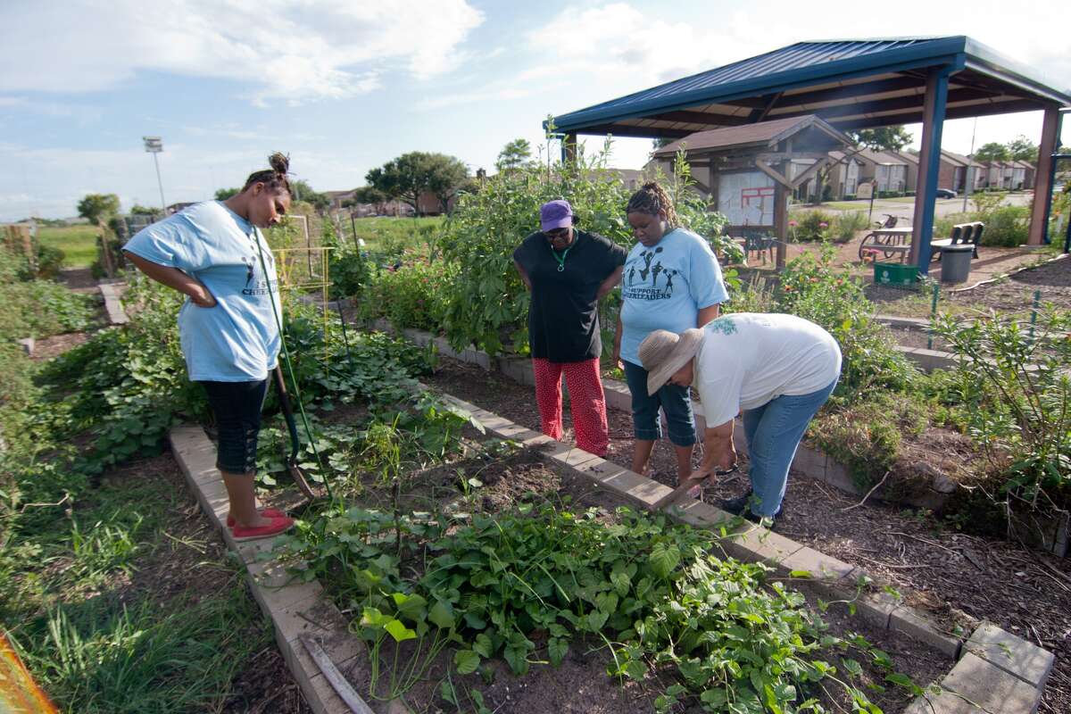 What grows in a community garden? Community.