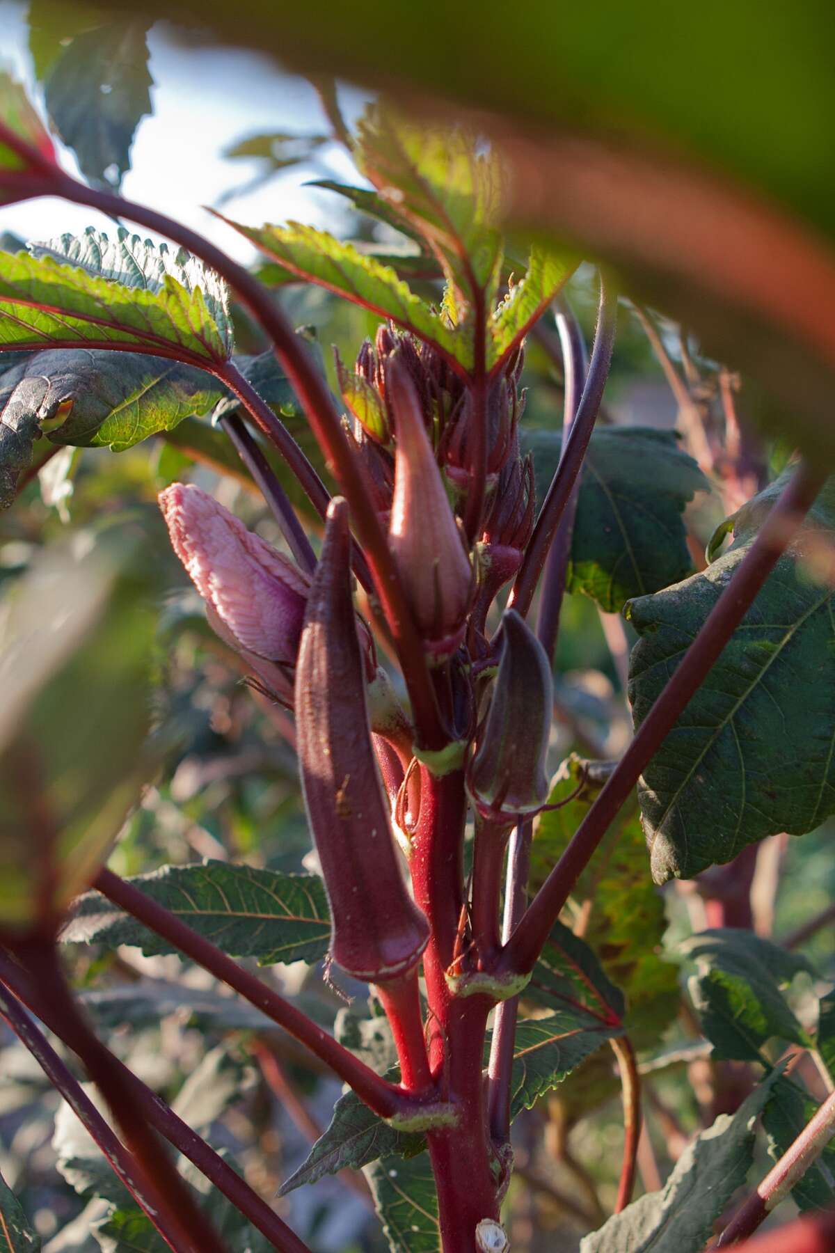 What grows in a community garden? Community.