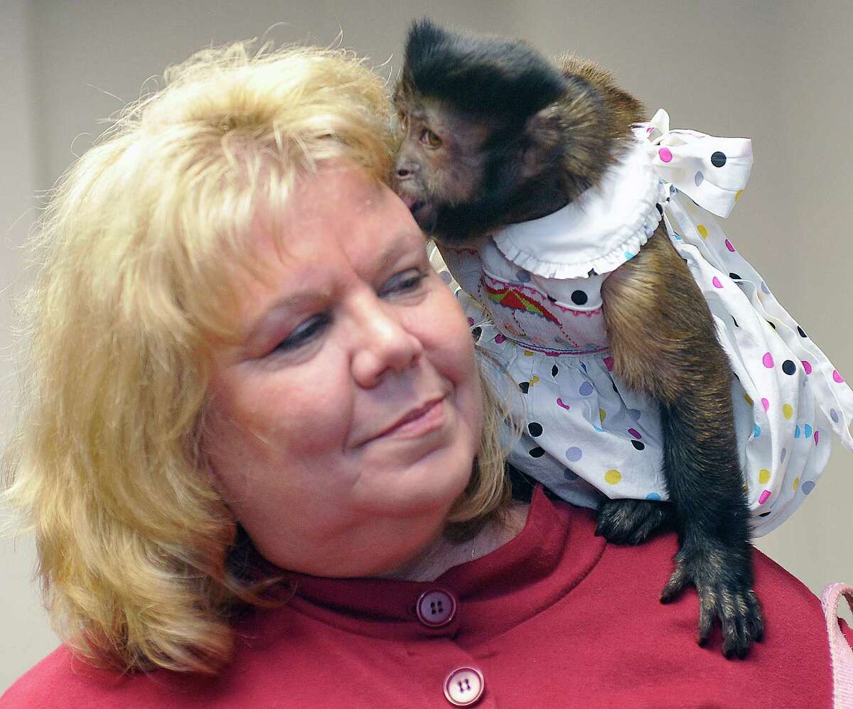 Judge rules Capuchin monkey will remain in Nederland