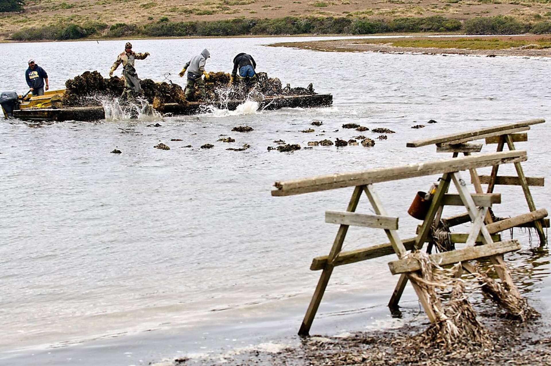 U.S. evicting Point Reyes oyster farmer