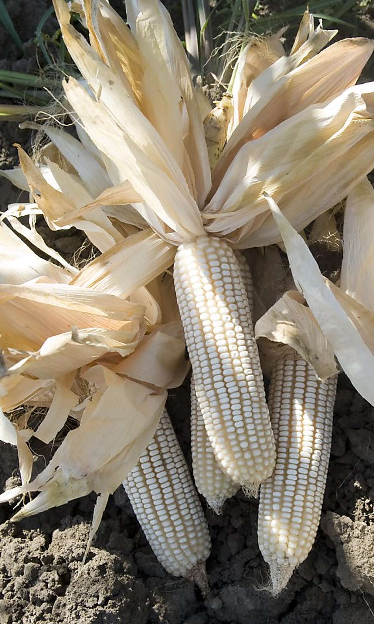 Drought home damage may top $1 billion