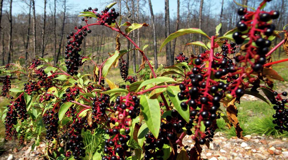 Hard lessons learned from Bastrop fire