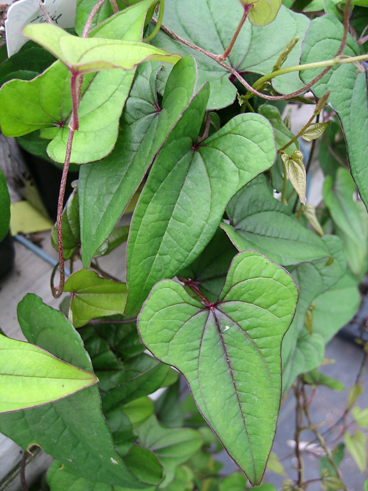 To start Cinnamon vine, you need tuber