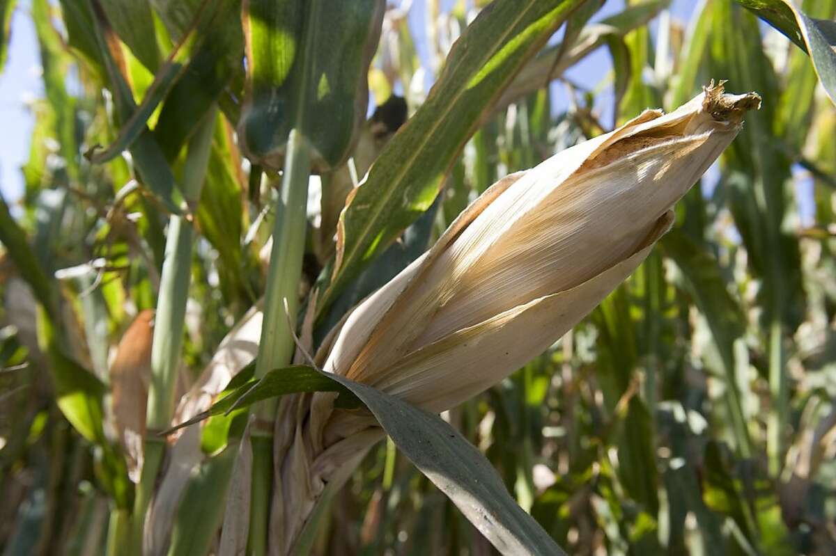 Drought home damage may top $1 billion