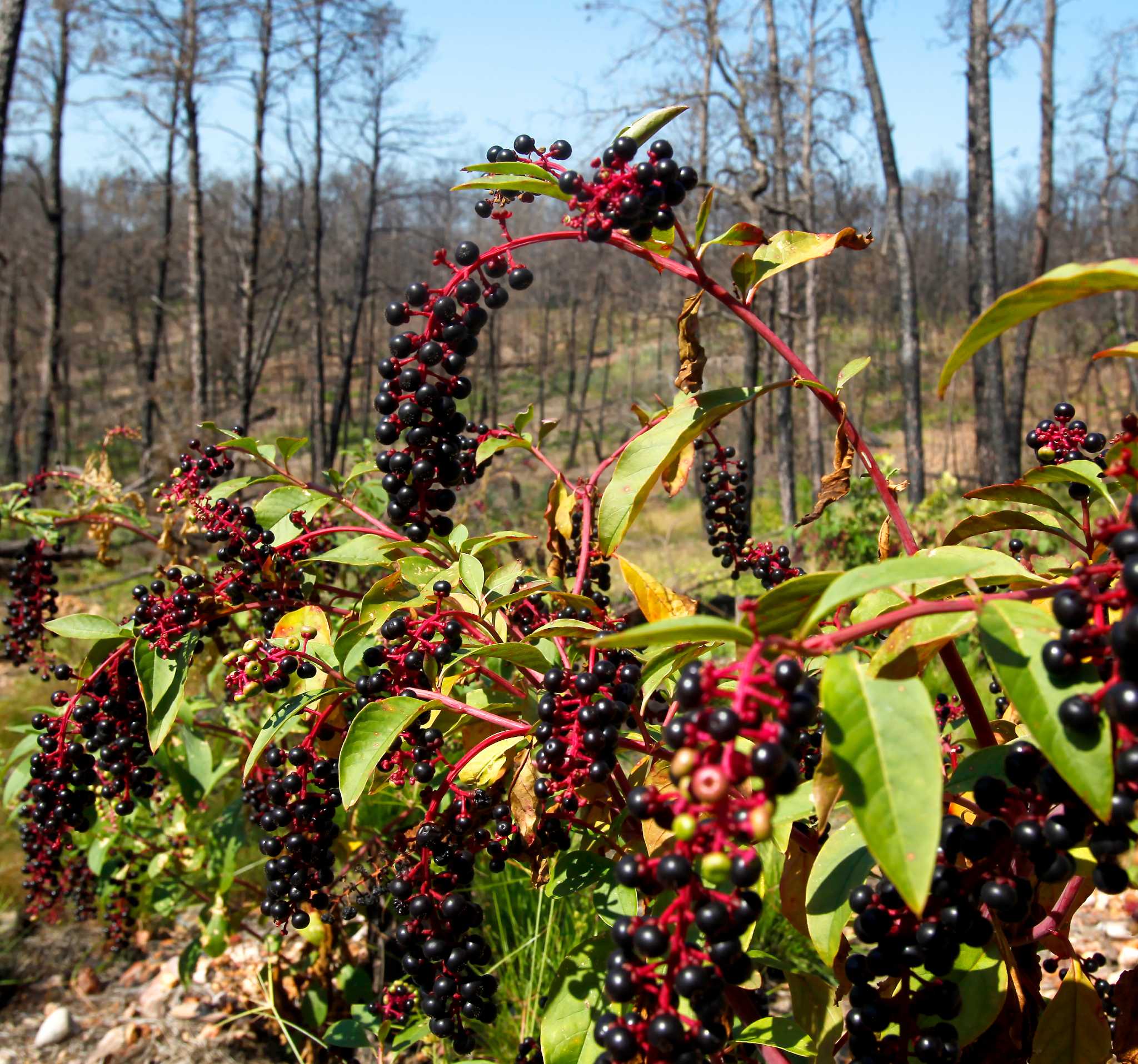 Bastrop wildfires: One year later