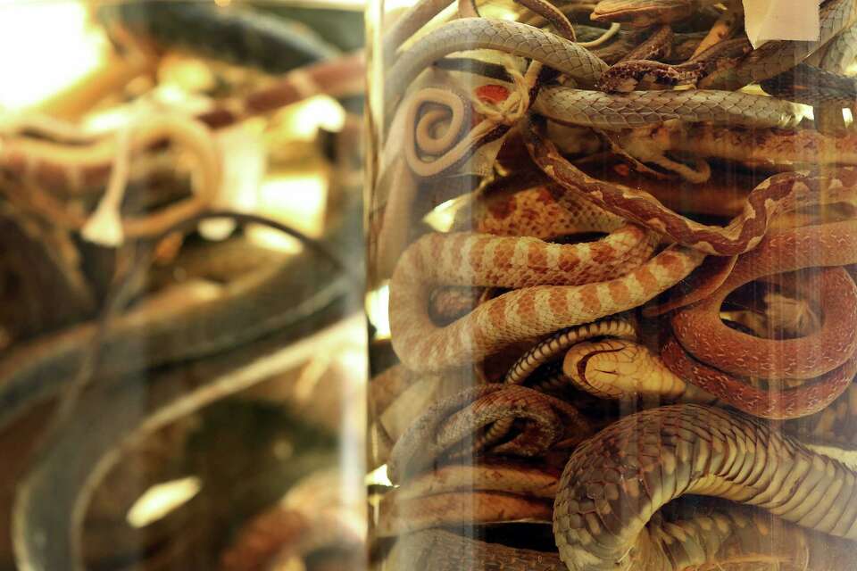 'Weird and Wonderful' artifacts