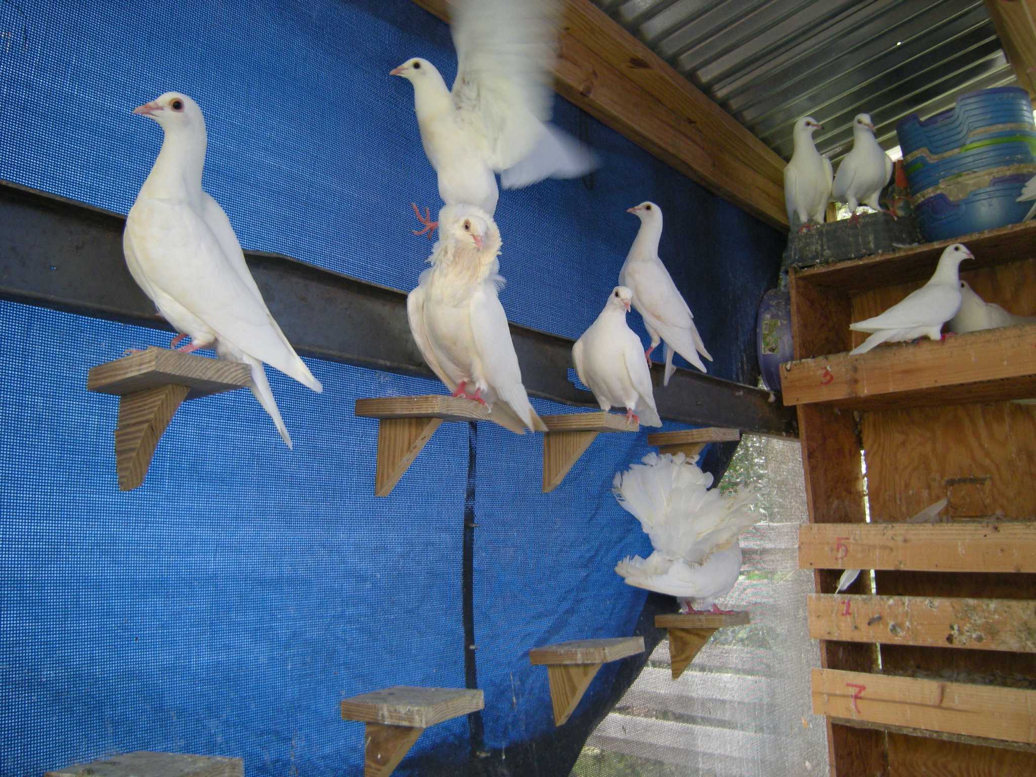 Earth's Angels: When doves fly