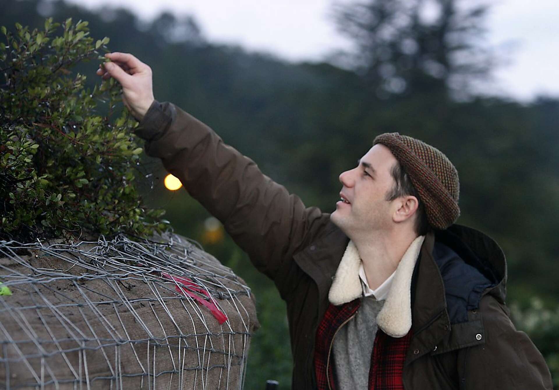 Rare S.F. bush gets federal protection