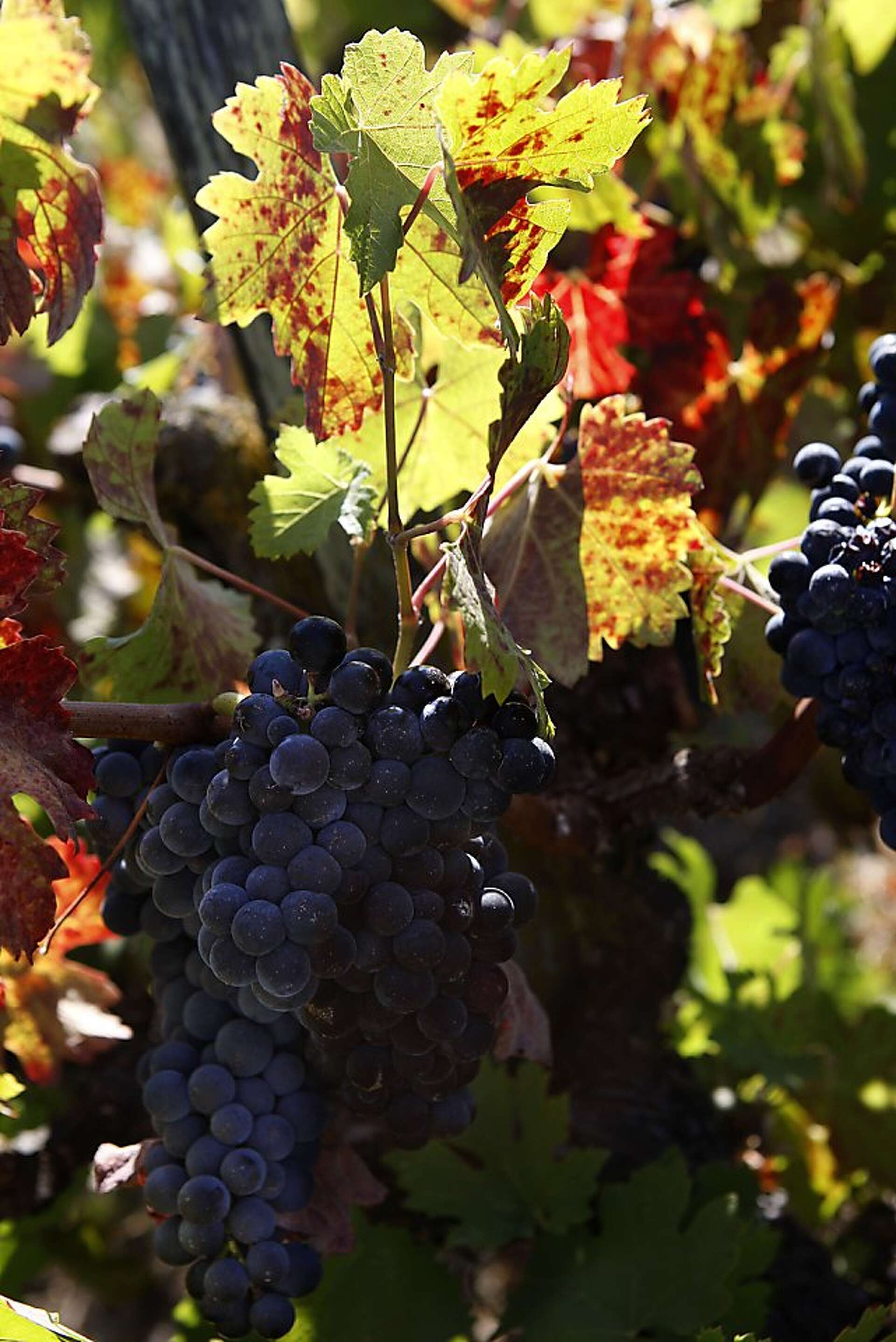 Zinfandel finds an elegant balance