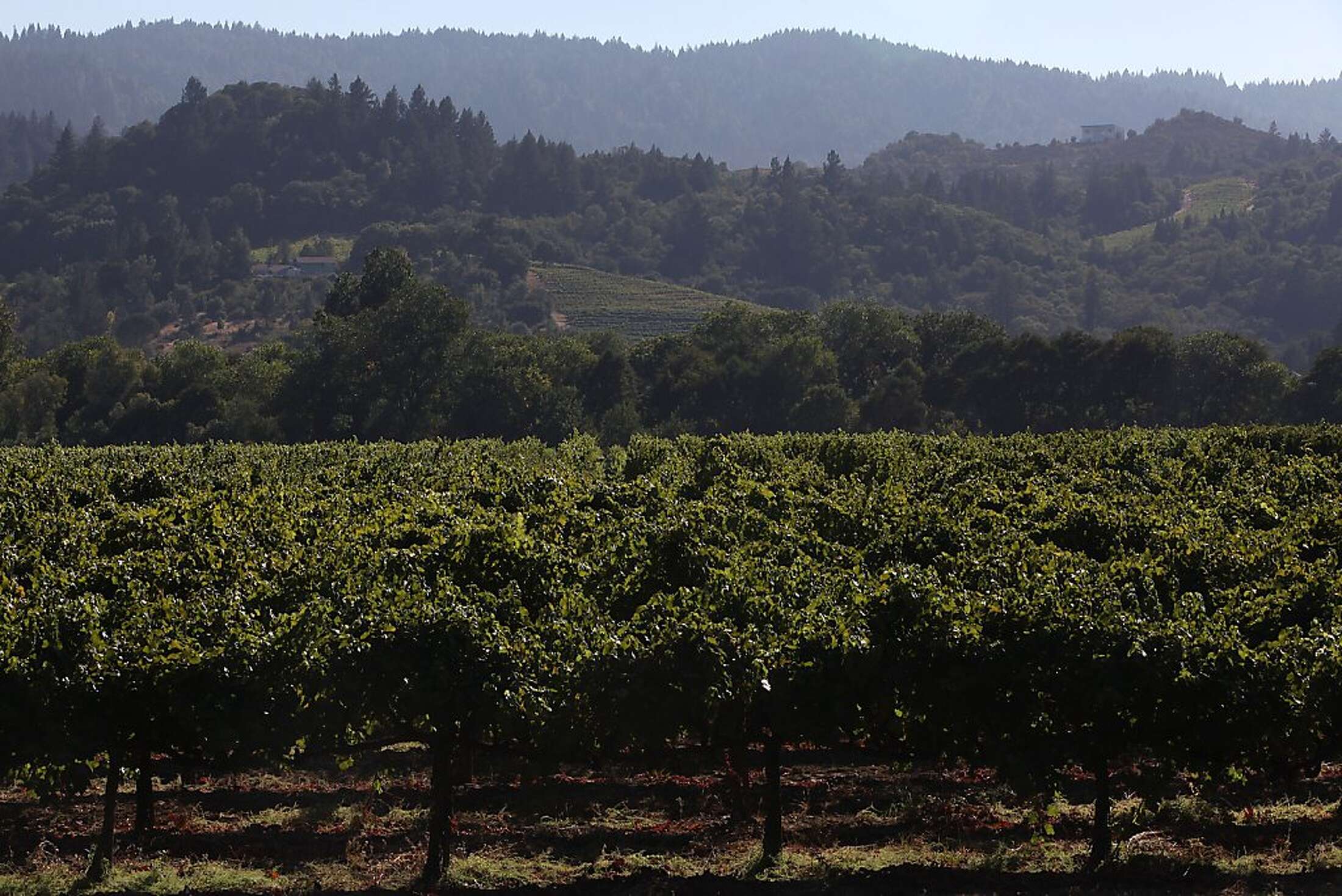 Zinfandel finds an elegant balance