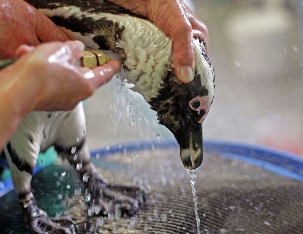 Penguins rescued from oil spill