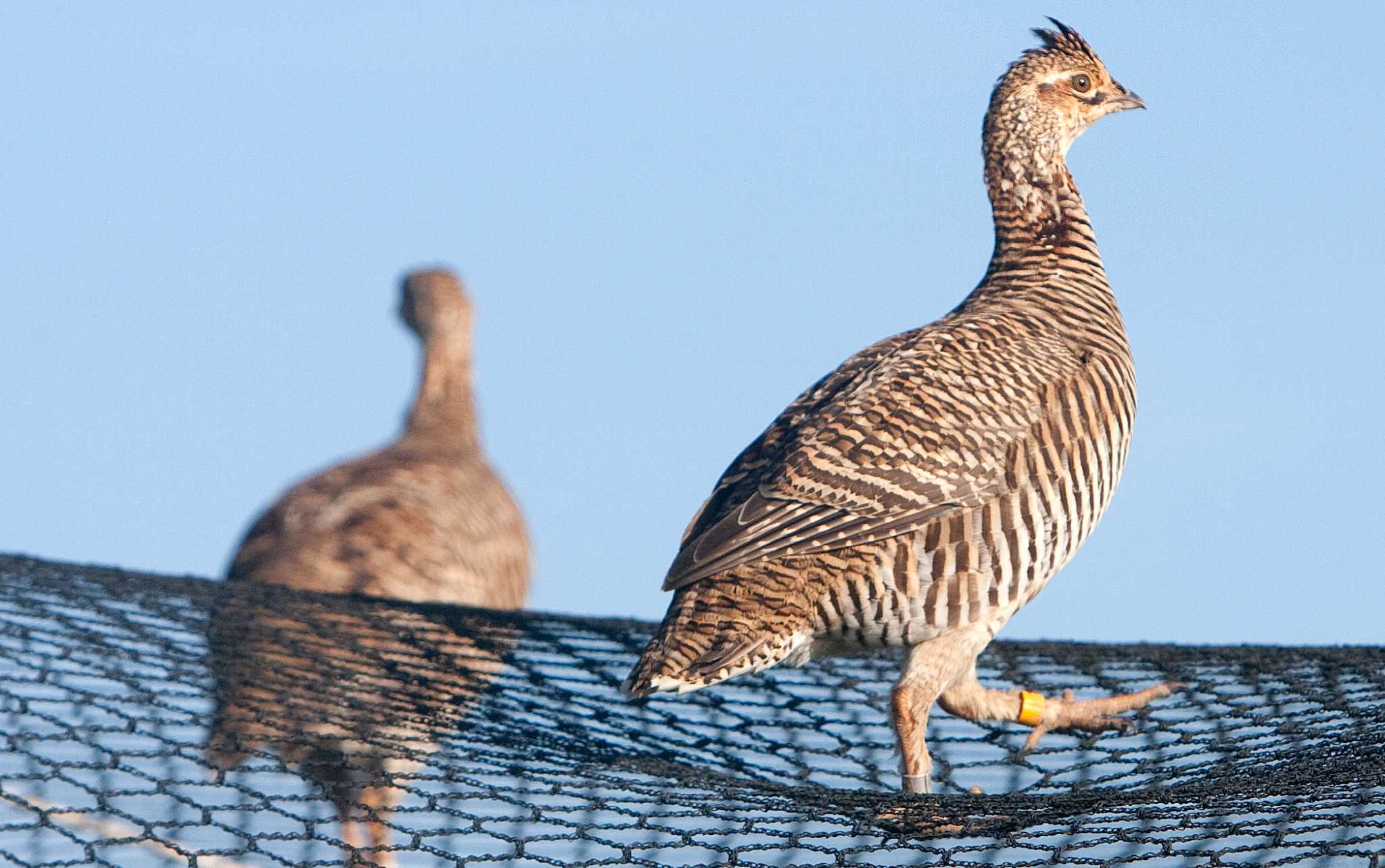 Prairie Chickens released at refuge
