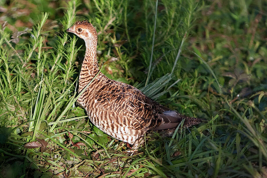 Drought deals setback to prairie chicken recovery efforts - Houston ...