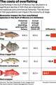 Overfishing has hurt the Gulf's economy, report says
