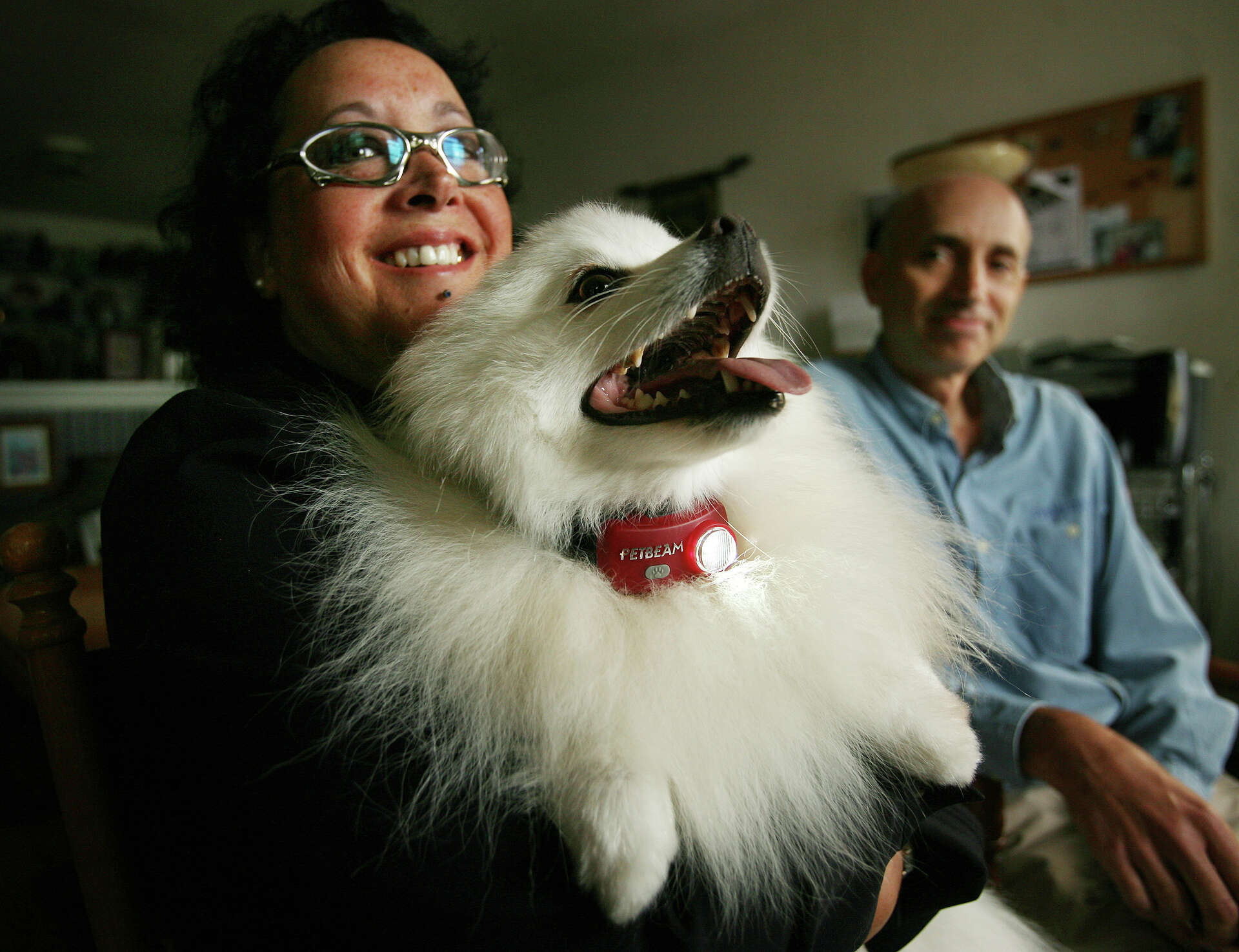 Milford woman creates Pet Beam to keep dogs safe