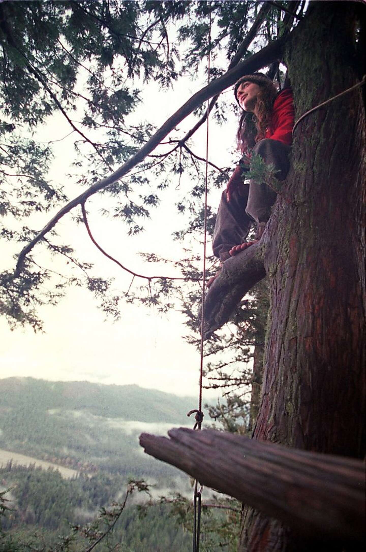 The stories of California's most famous trees, including some with top ...