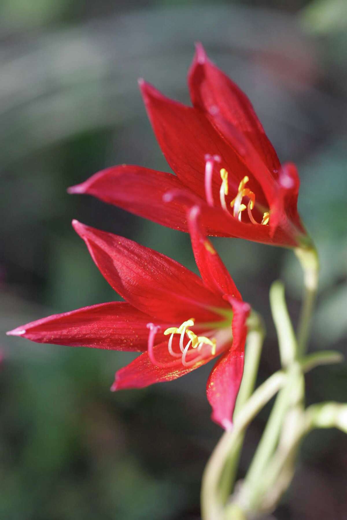 Three naturalizing heirloom bulbs are September stars
