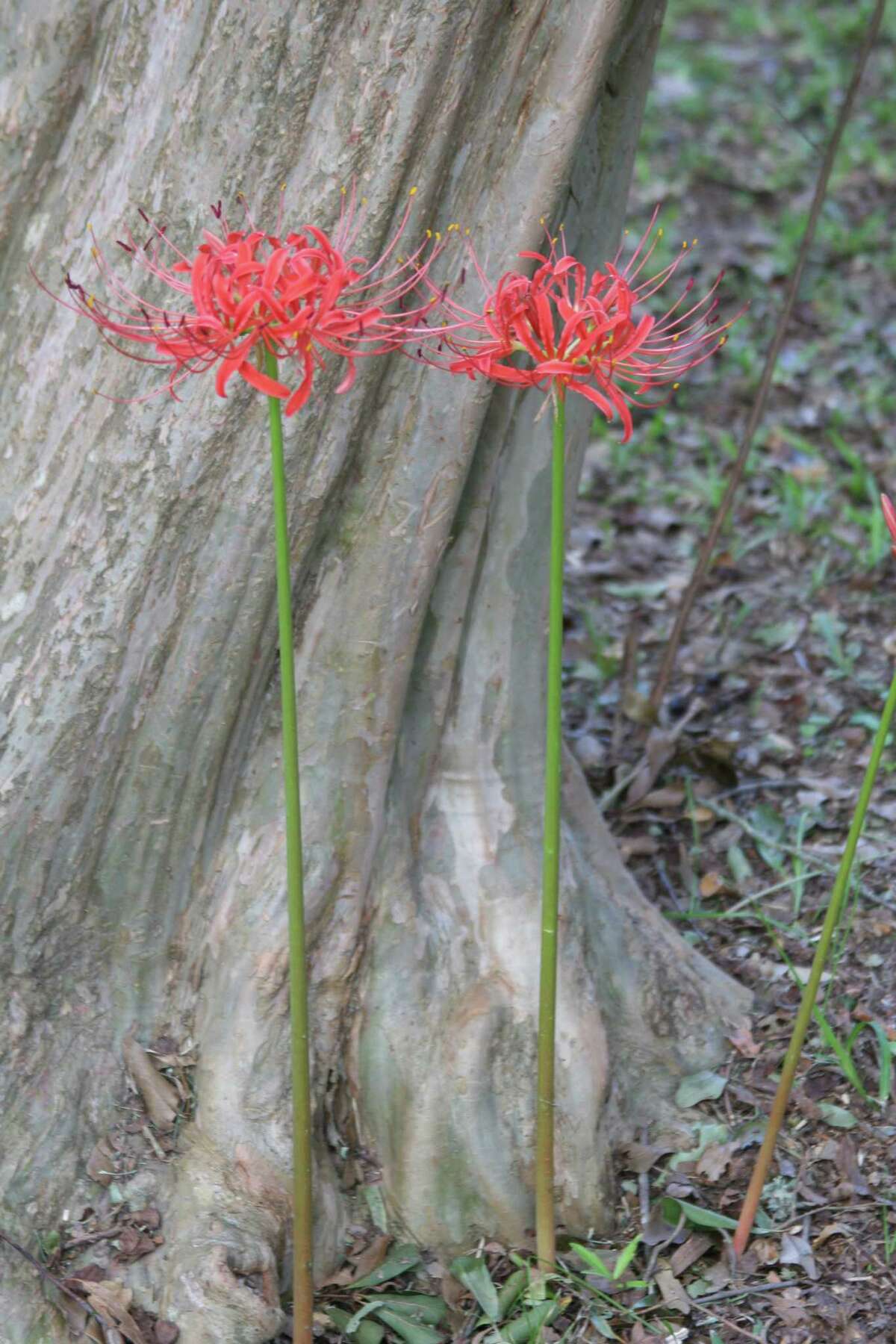 Three naturalizing heirloom bulbs are September stars