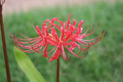 Three naturalizing heirloom bulbs are September stars